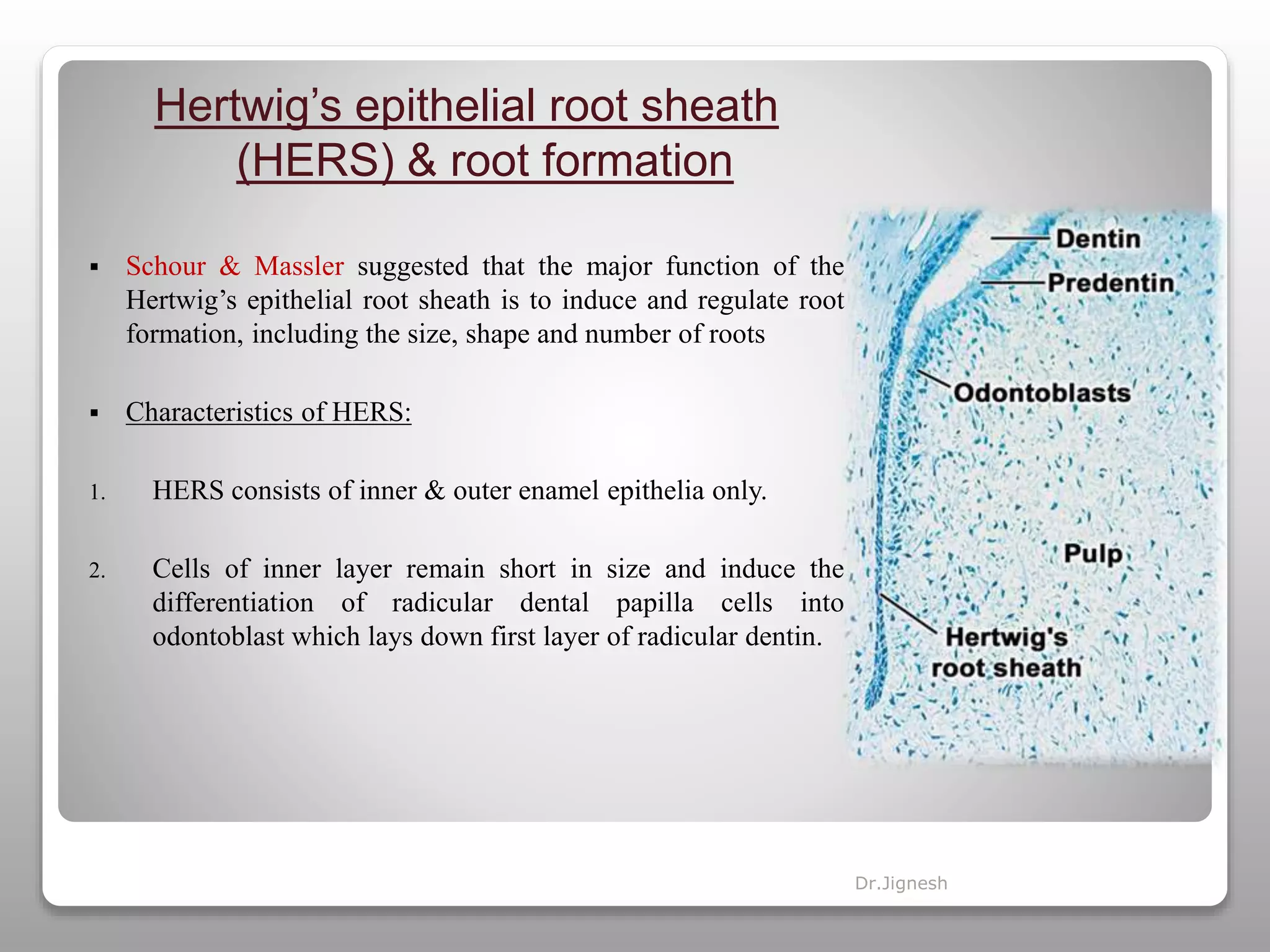 Development of periodontium | PPTX