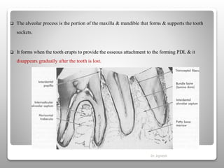 Development of periodontium | PPTX