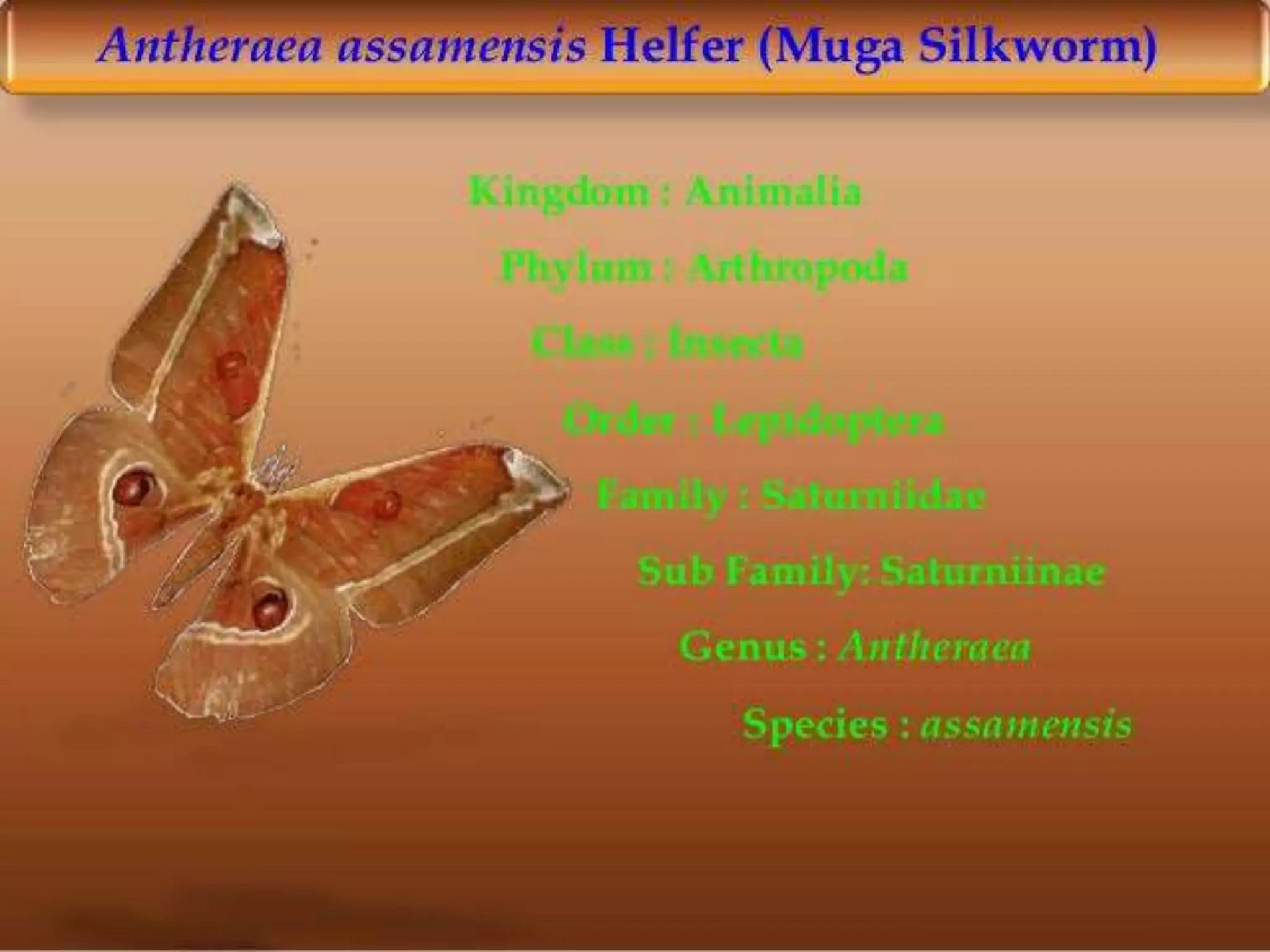 DISEASES AND PEST OF MUGA SILK WORM | PPTX