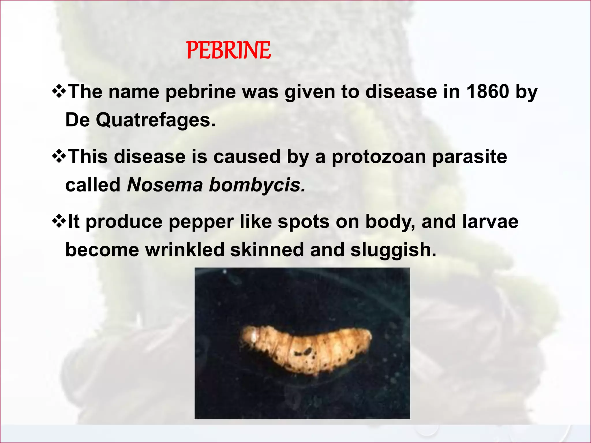 DISEASES AND PEST OF MUGA SILK WORM | PPTX