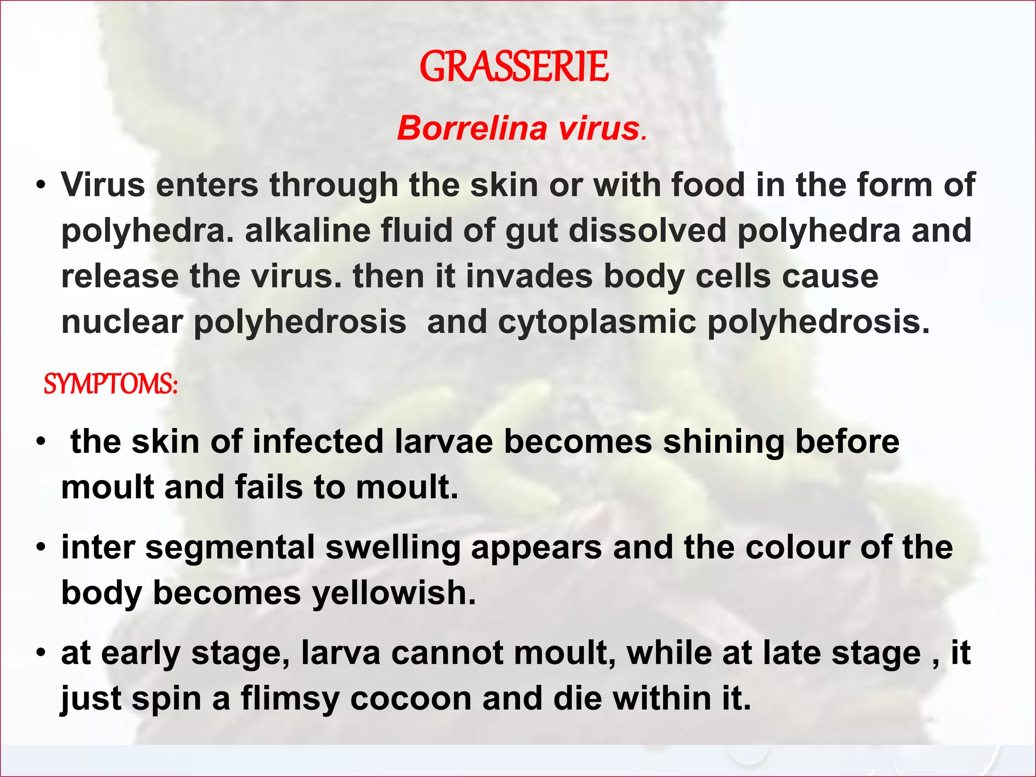 DISEASES AND PEST OF MUGA SILK WORM | PPTX