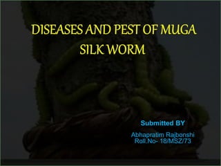 DISEASES AND PEST OF MUGA SILK WORM | PPTX