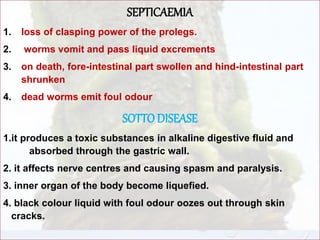 DISEASES AND PEST OF MUGA SILK WORM | PPTX