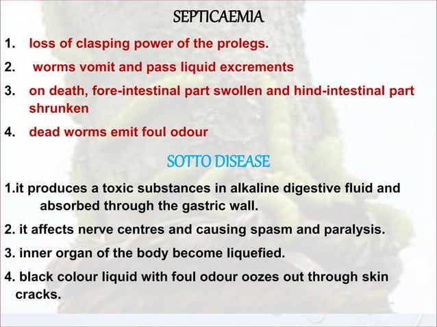 DISEASES AND PEST OF MUGA SILK WORM | PPTX
