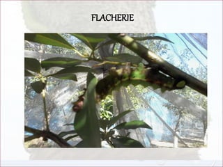 DISEASES AND PEST OF MUGA SILK WORM | PPTX