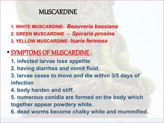 DISEASES AND PEST OF MUGA SILK WORM | PPTX