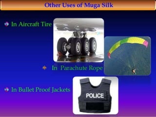 DISEASES AND PEST OF MUGA SILK WORM | PPTX