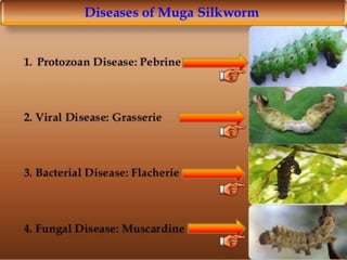 DISEASES AND PEST OF MUGA SILK WORM | PPTX