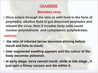 DISEASES AND PEST OF MUGA SILK WORM | PPTX
