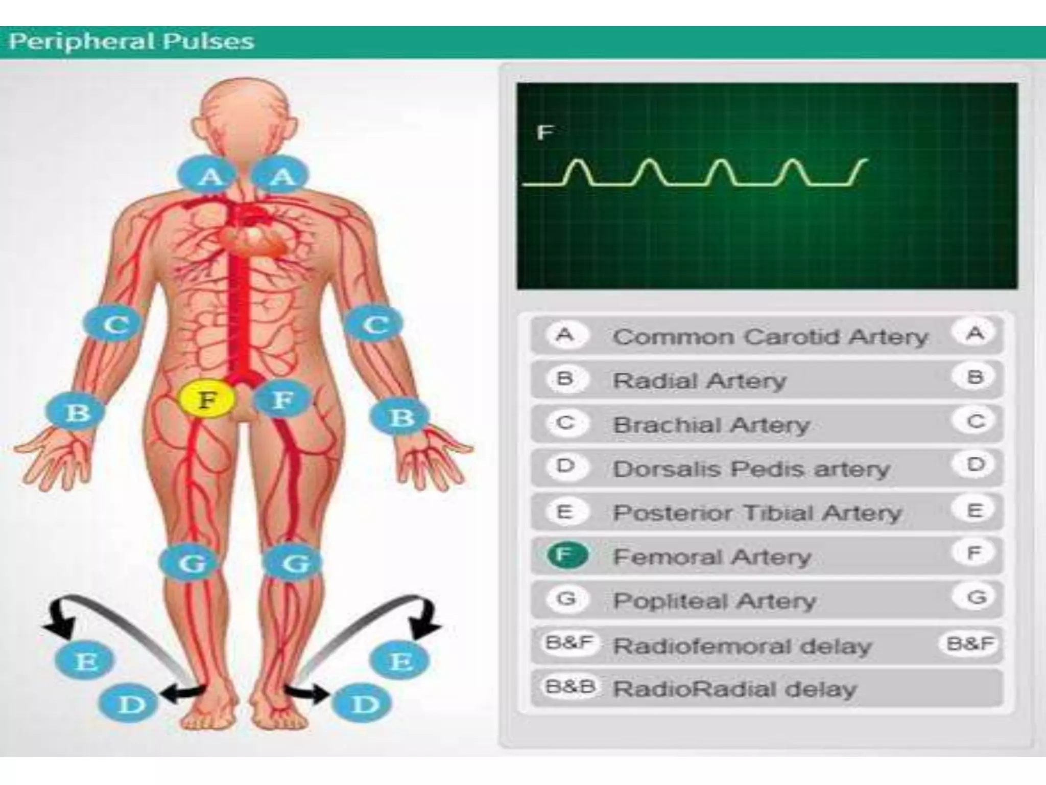 Importance of examination of Pulse & BP in children.pptx