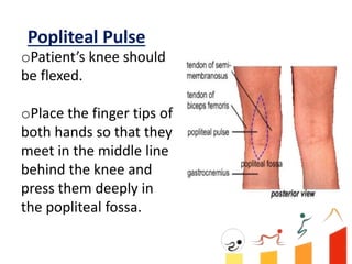Popliteal Pulse