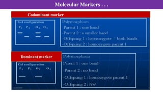 Seminar on genetic marker in relation to plant breeding | PDF