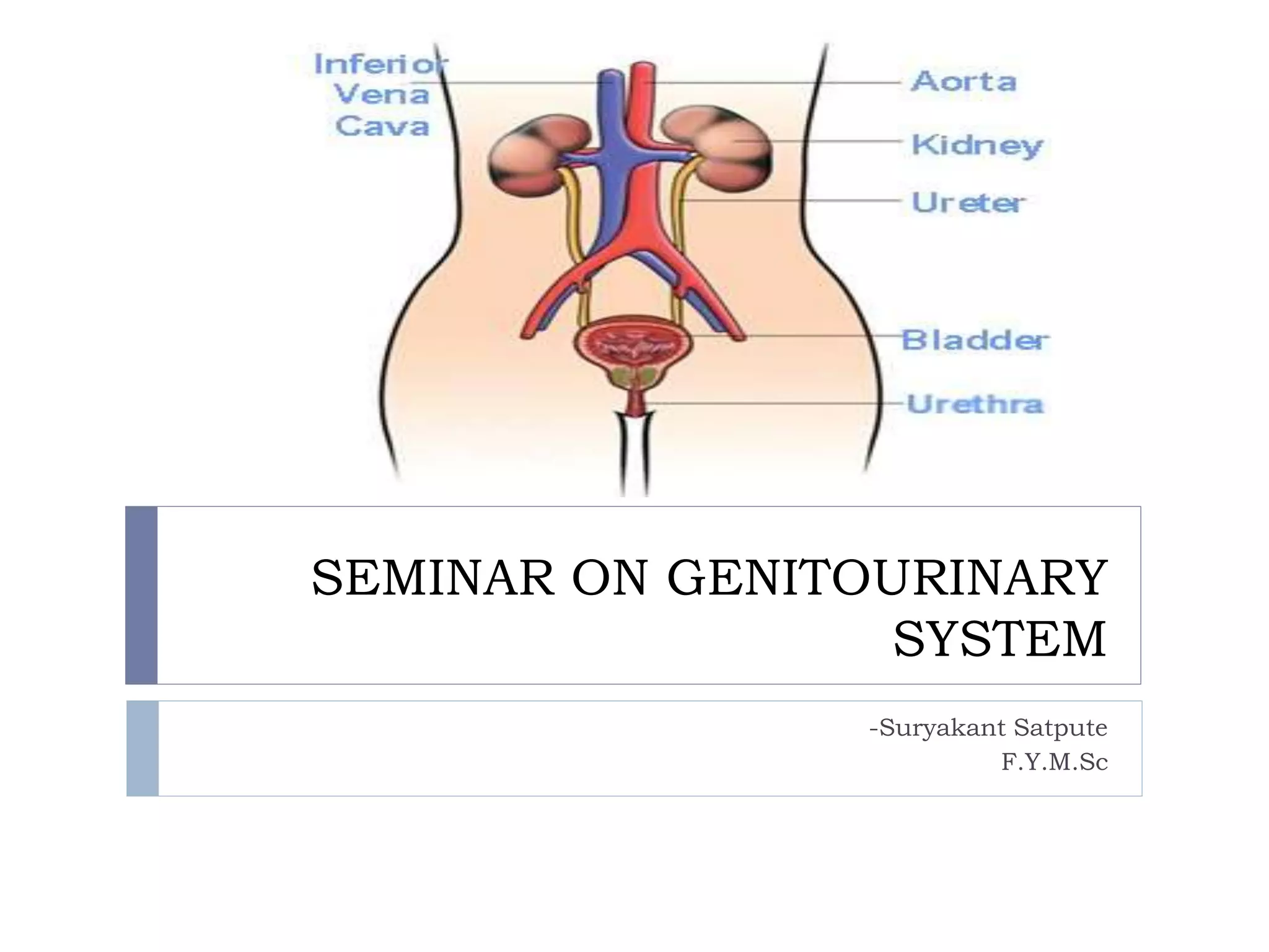 Seminar on genitourinary system | PPT