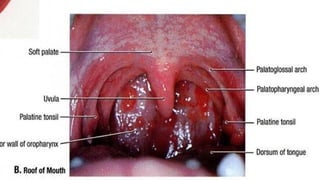 Seminar on Hard&Soft Palate anatomy.pptx