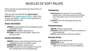 Seminar on Hard&Soft Palate anatomy.pptx