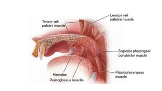 Seminar on Hard&Soft Palate anatomy.pptx