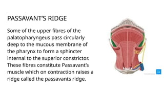 Seminar on Hard&Soft Palate anatomy.pptx
