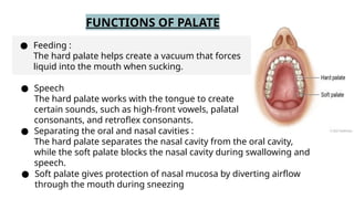 Seminar on Hard&Soft Palate anatomy.pptx