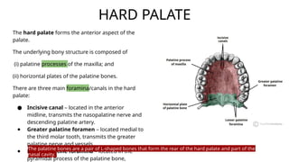 Seminar on Hard&Soft Palate anatomy.pptx