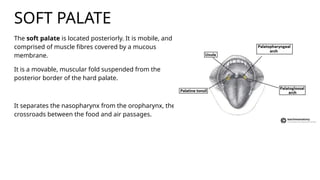 Seminar on Hard&Soft Palate anatomy.pptx