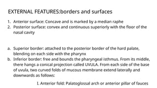 Seminar on Hard&Soft Palate anatomy.pptx