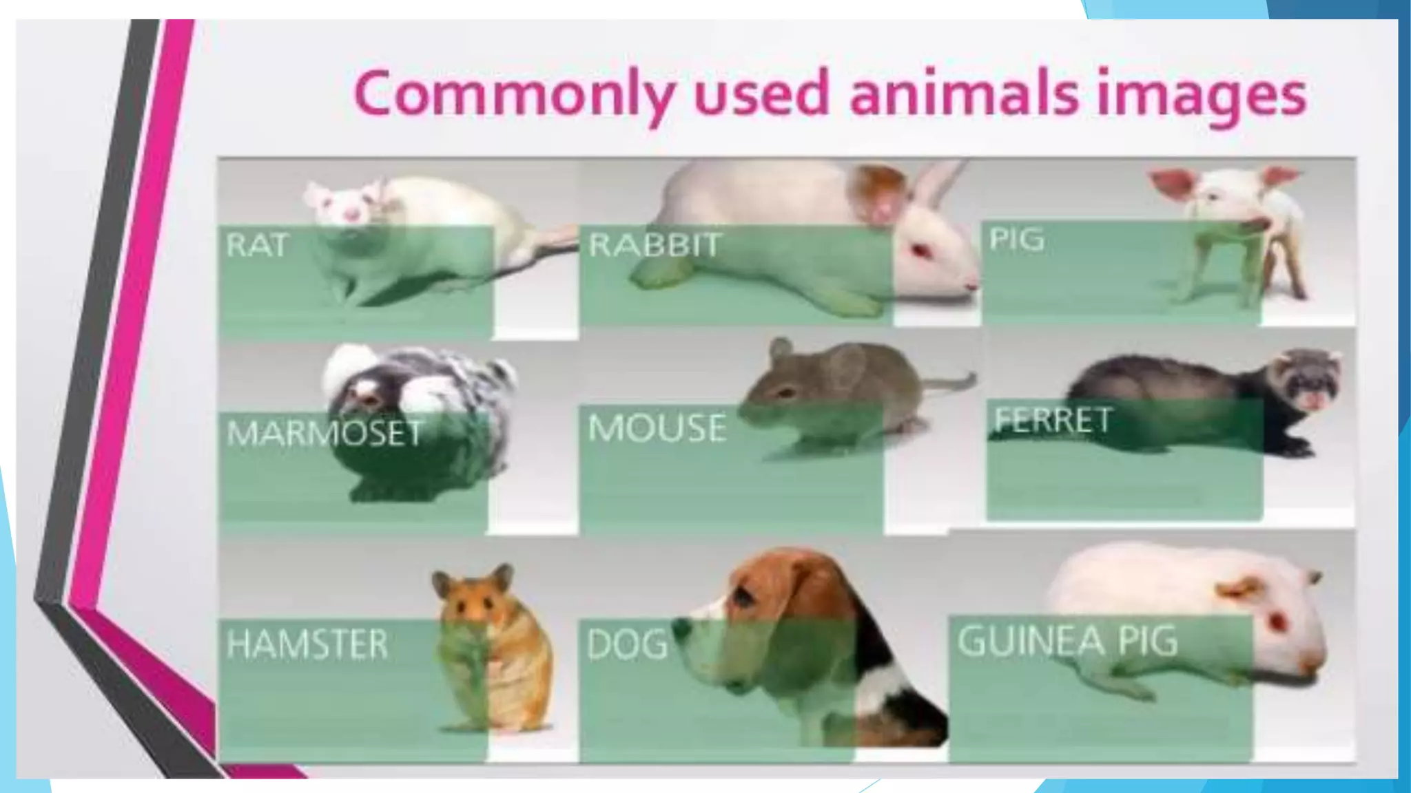 Animals used in Laboratory (Pharmacology) and their specific criteria ...