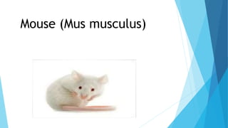 Animals used in Laboratory (Pharmacology) and their specific criteria ...