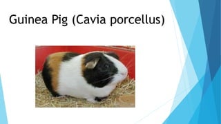 Animals used in Laboratory (Pharmacology) and their specific criteria ...