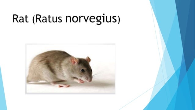 Animals used in Laboratory (Pharmacology) and their specific criteria ...