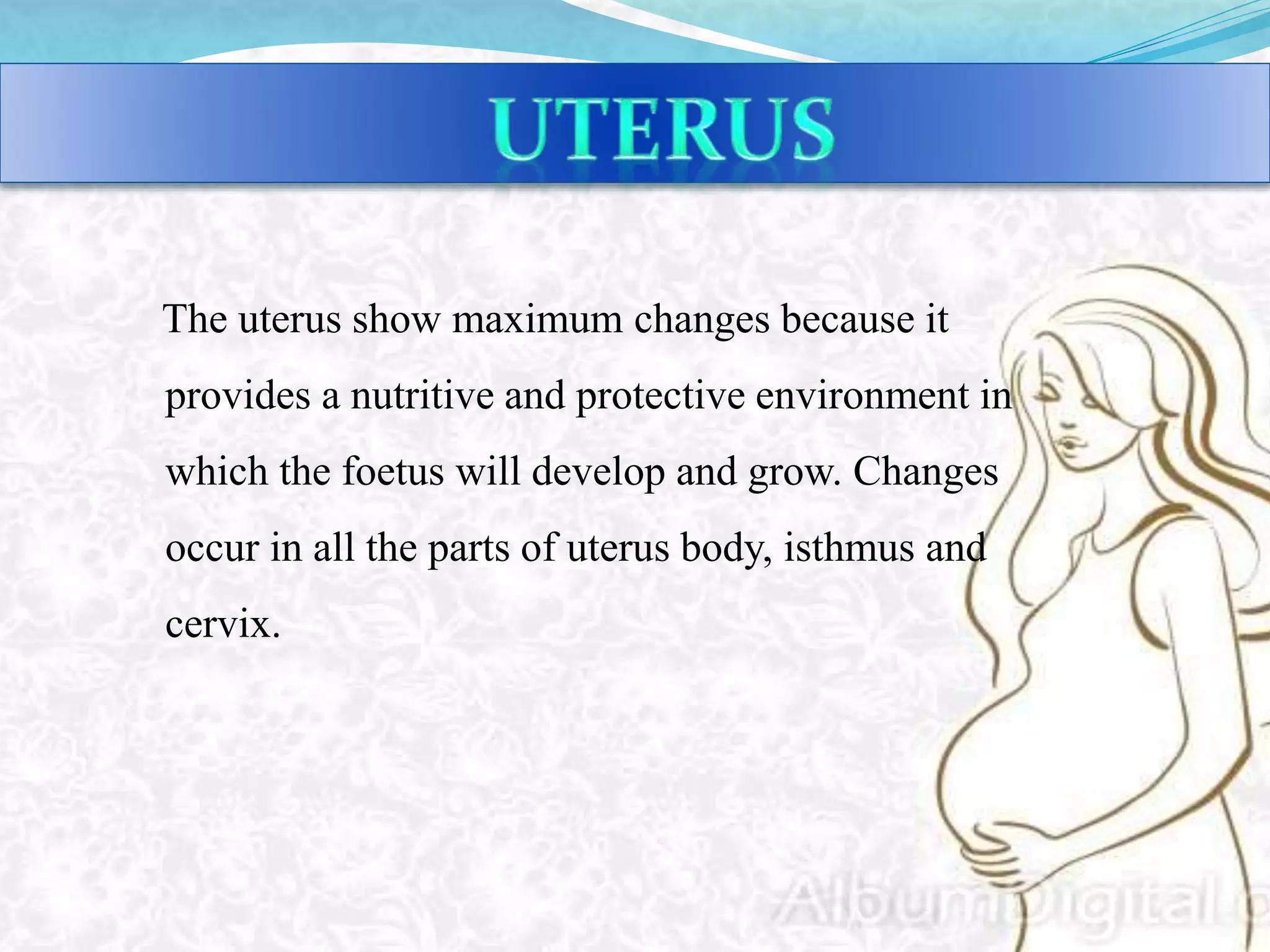 maternal adaptation during pregnancy | PPTX