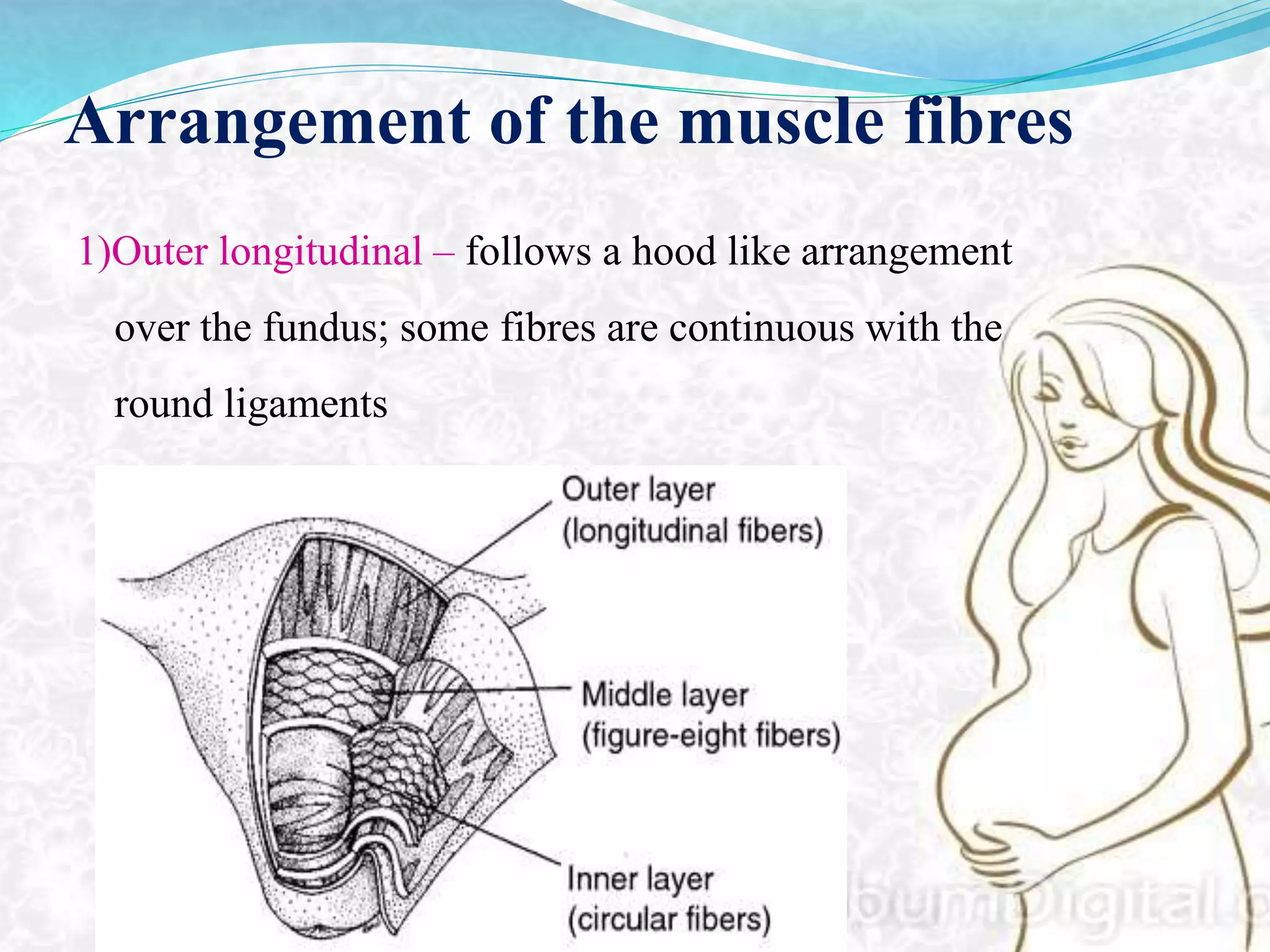 maternal adaptation during pregnancy | PPTX
