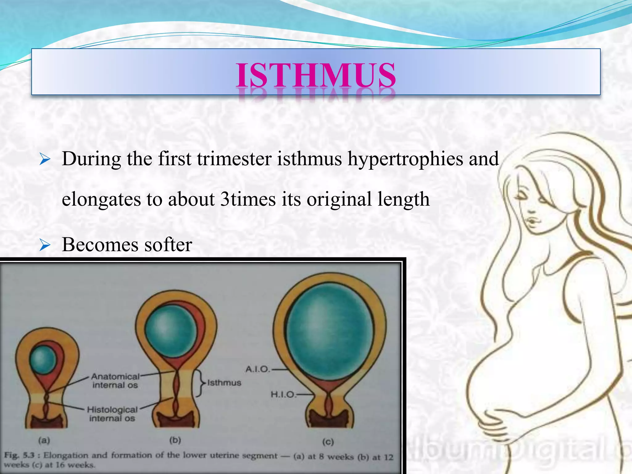 maternal adaptation during pregnancy | PPTX
