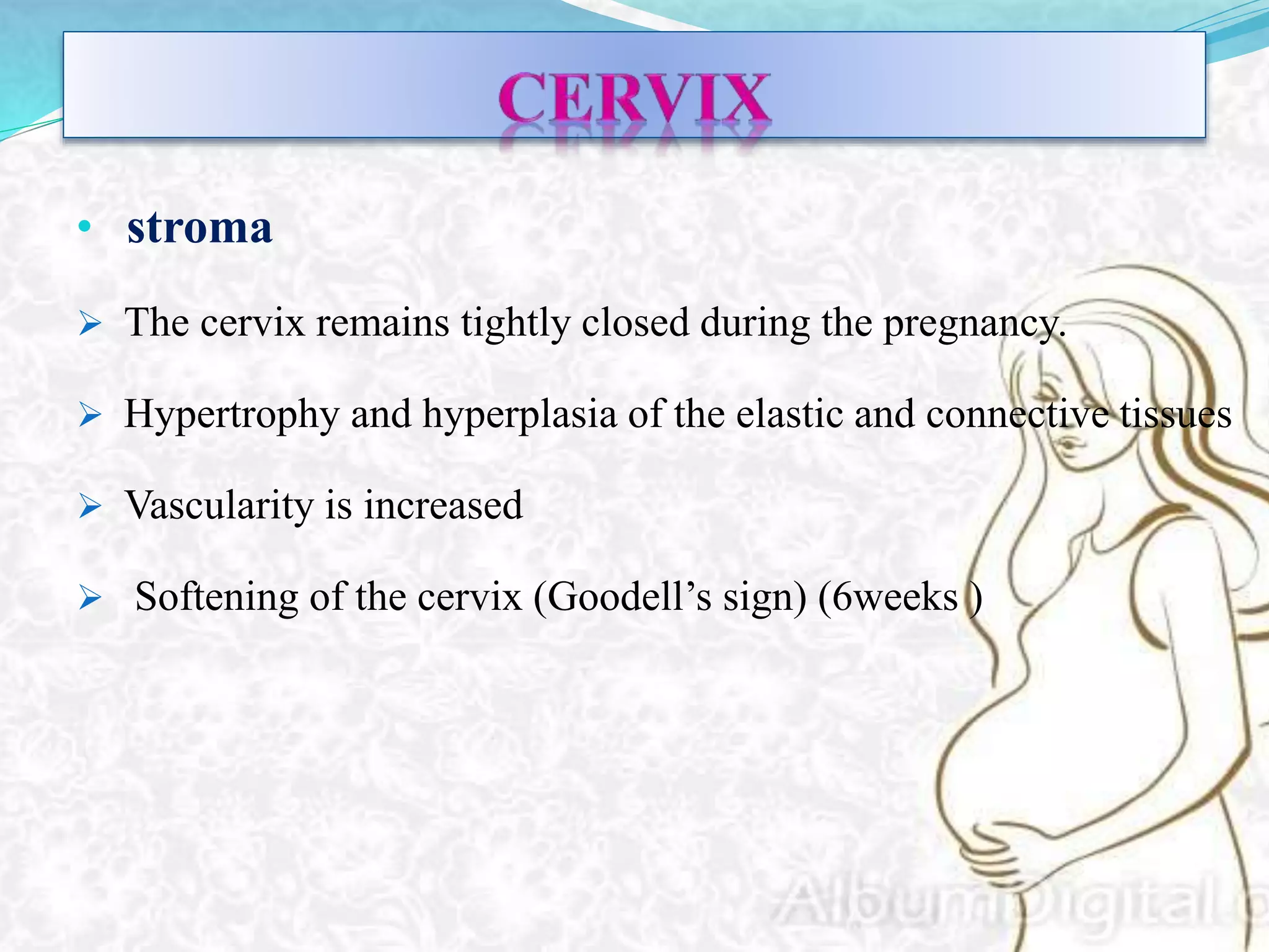 maternal adaptation during pregnancy | PPTX