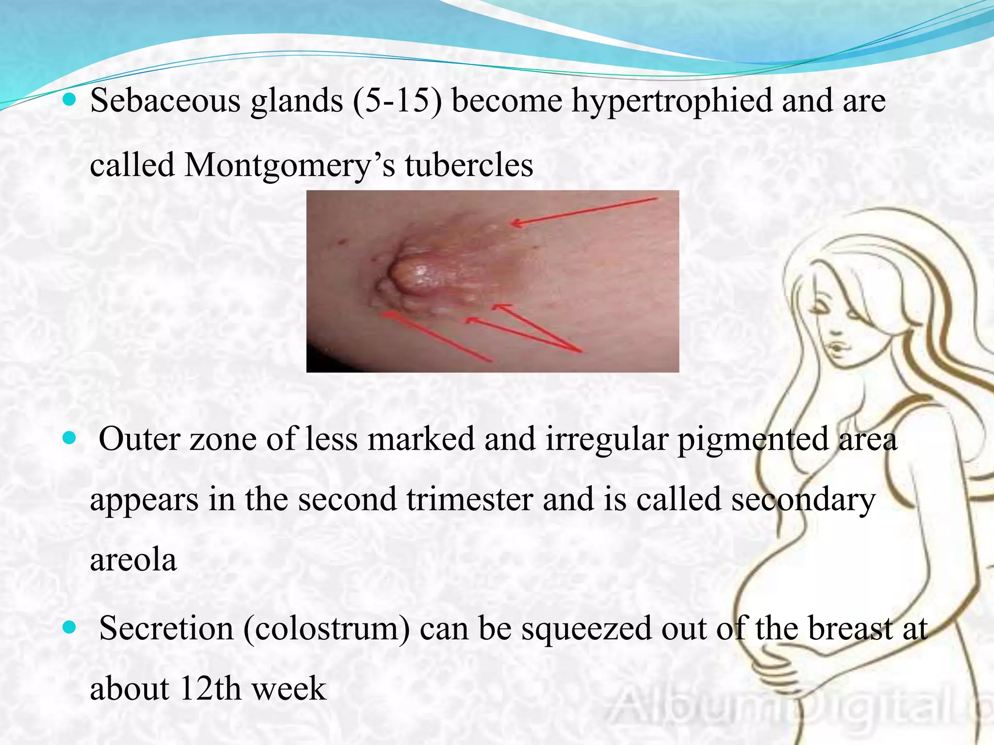 Maternal Adaptation During Pregnancy Pptx