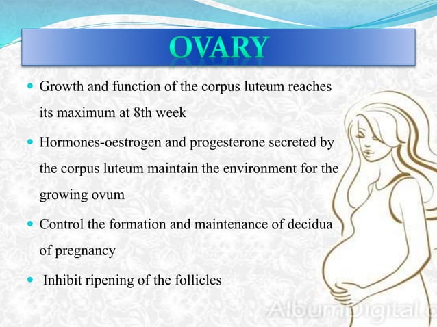 maternal adaptation during pregnancy | PPTX | Pregnancy | Reproductive ...