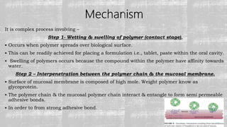 Seminar on mucosal drug delivery system. | PPTX | Dental Health ...