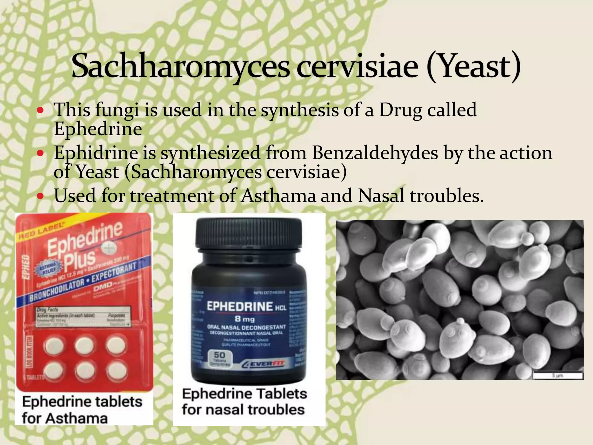Medicinal Uses fungi. | PPTX