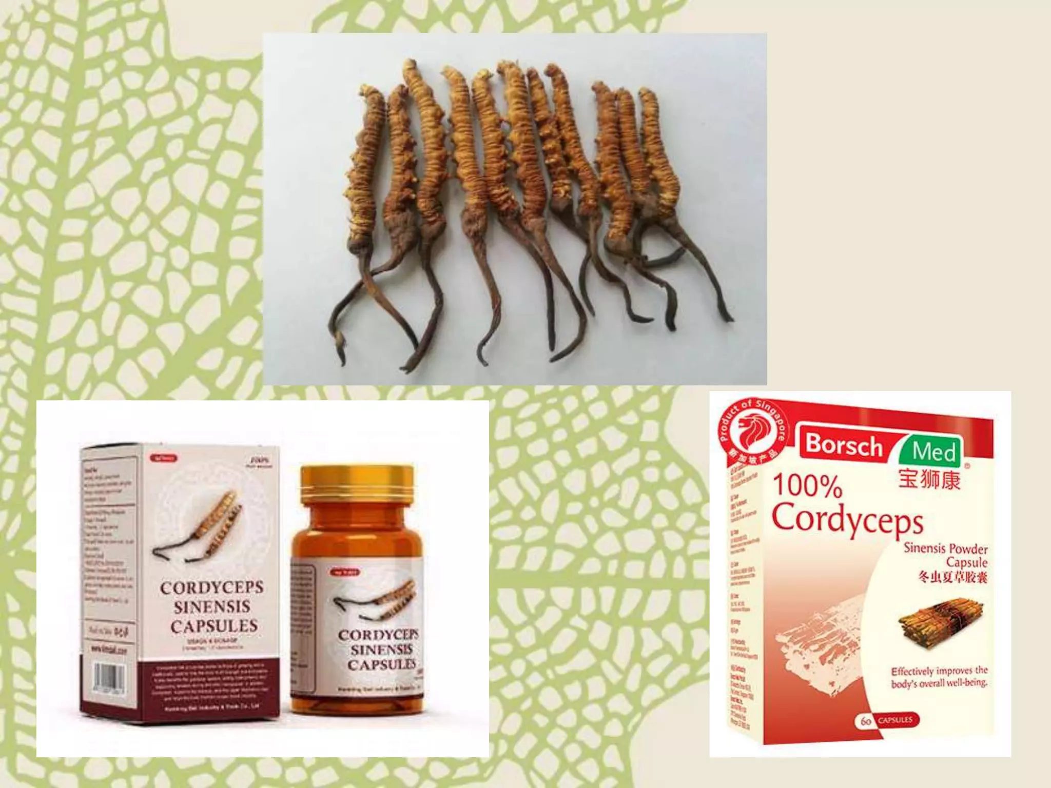 Medicinal Uses fungi. | PPTX