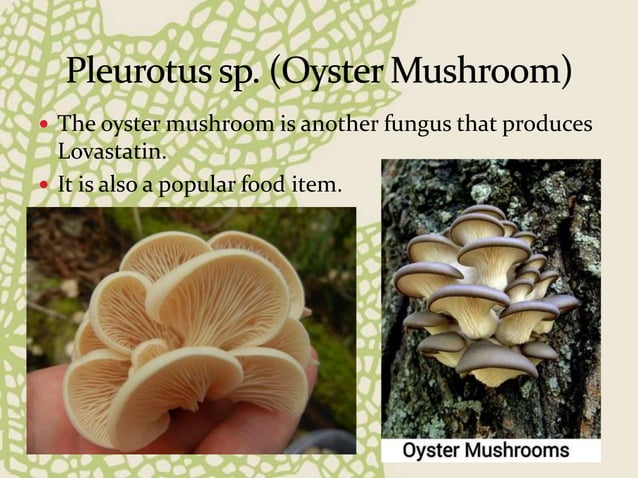 Medicinal Uses fungi. | PPTX | Chemistry | Science