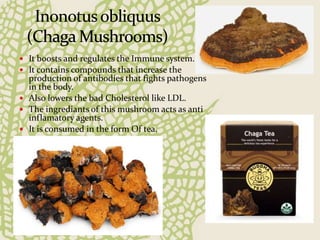 Medicinal Uses fungi. | PPTX