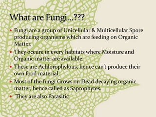 Medicinal Uses fungi. | PPTX