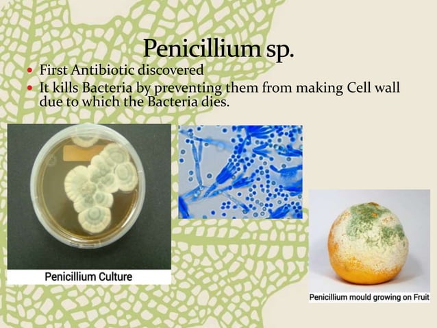 Medicinal Uses fungi. | PPTX | Chemistry | Science