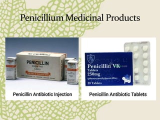 Medicinal Uses fungi. | PPTX