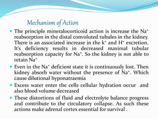 Mineralocortcoids | PPTX