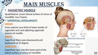 MUSCLES OF MASTICATION INVOLVING ANATOMY , ORIGIN AND INSERTION AND ...