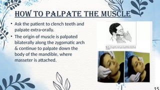 MUSCLES OF MASTICATION INVOLVING ANATOMY , ORIGIN AND INSERTION AND ...