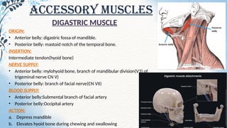 MUSCLES OF MASTICATION INVOLVING ANATOMY , ORIGIN AND INSERTION AND ...