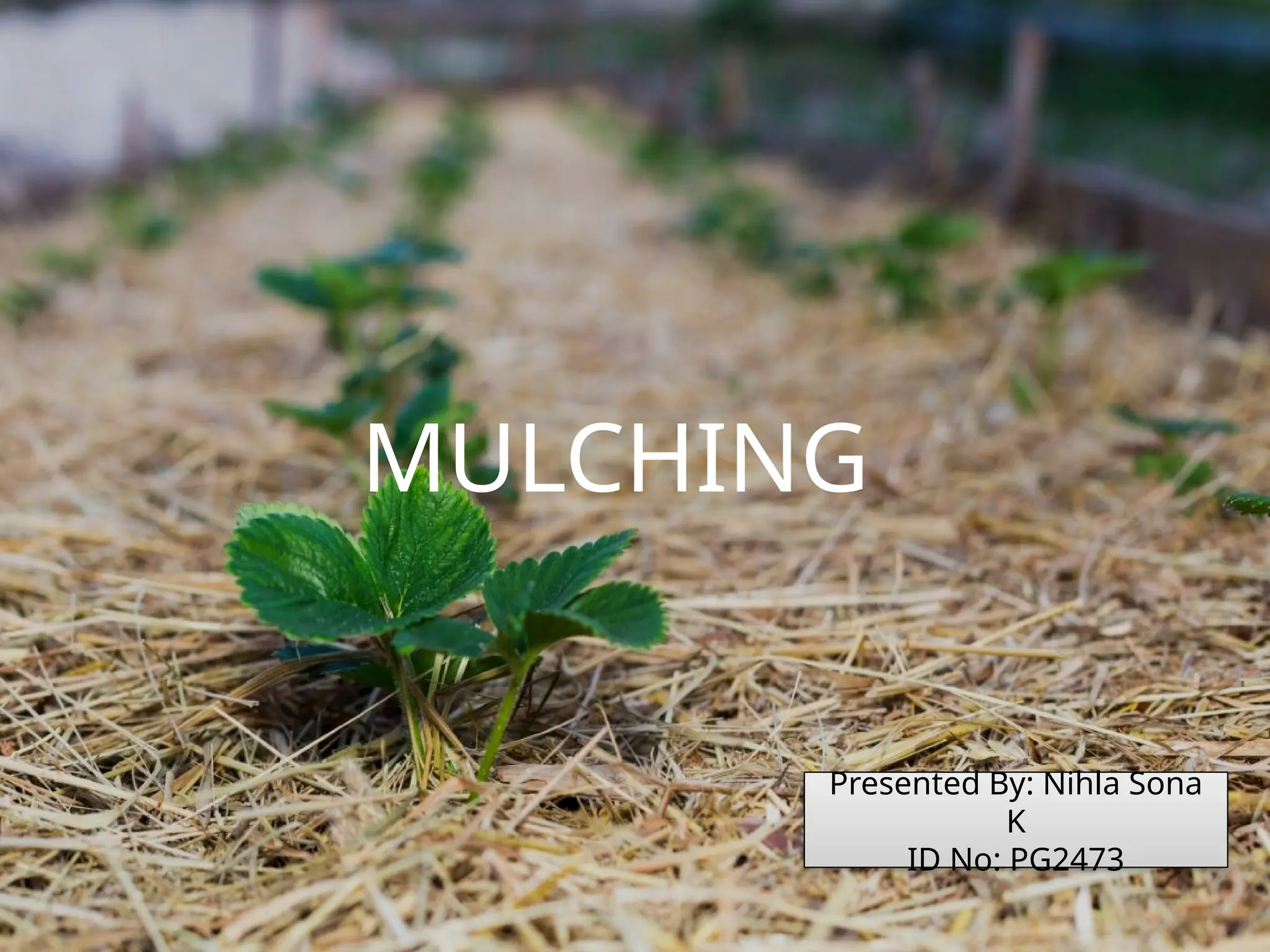 types of mulching and laying of plastic mulching film | PPTX