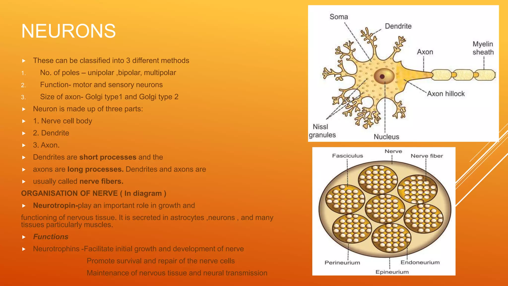 nervous system | PPTX | Brain and Nervous System Disorders | Diseases ...