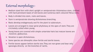 Seminar on osmunda,dryopteris, 2 | PPTX